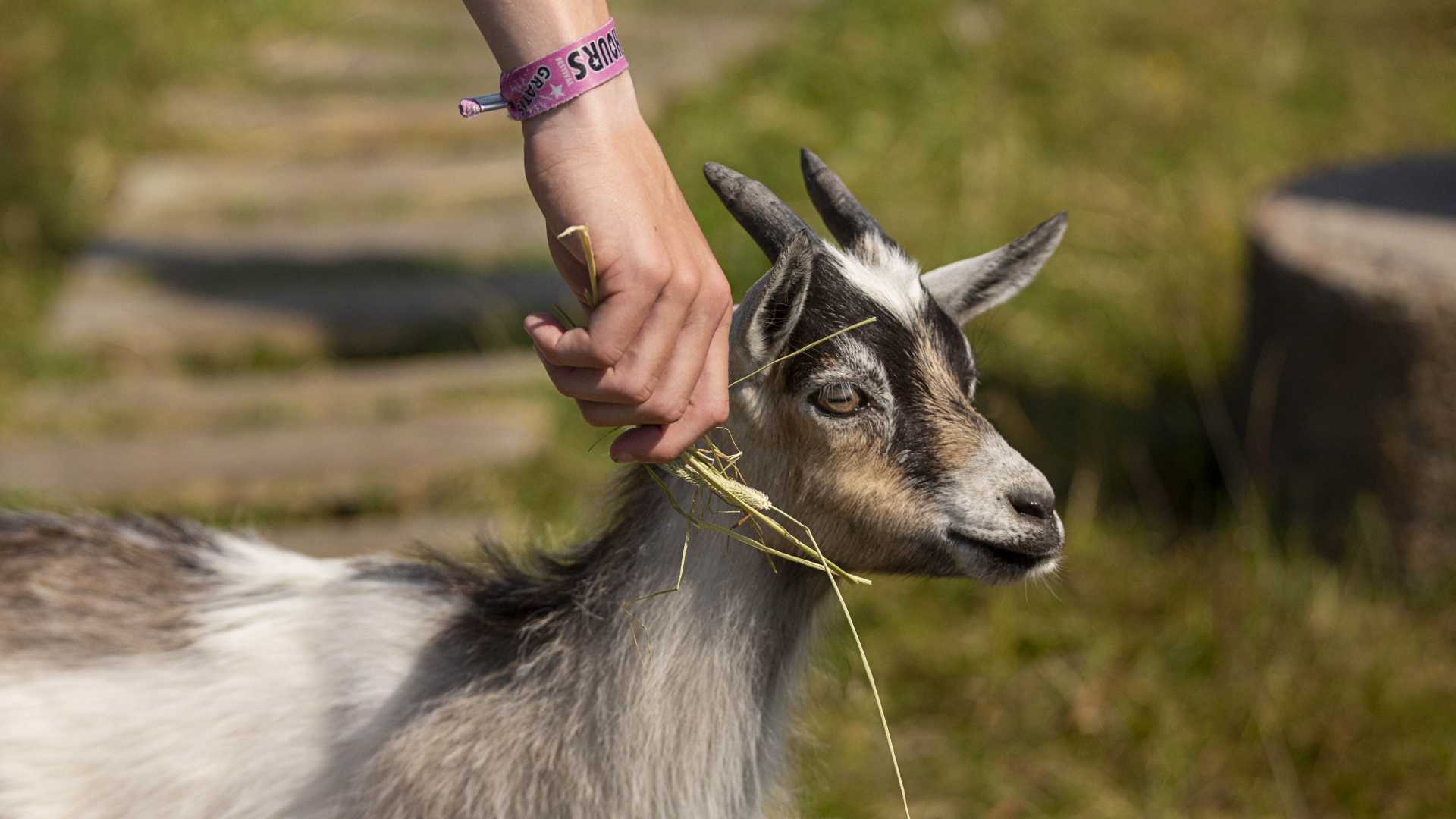 Barnas Seter og sommer på Vierli - Visit Rauland